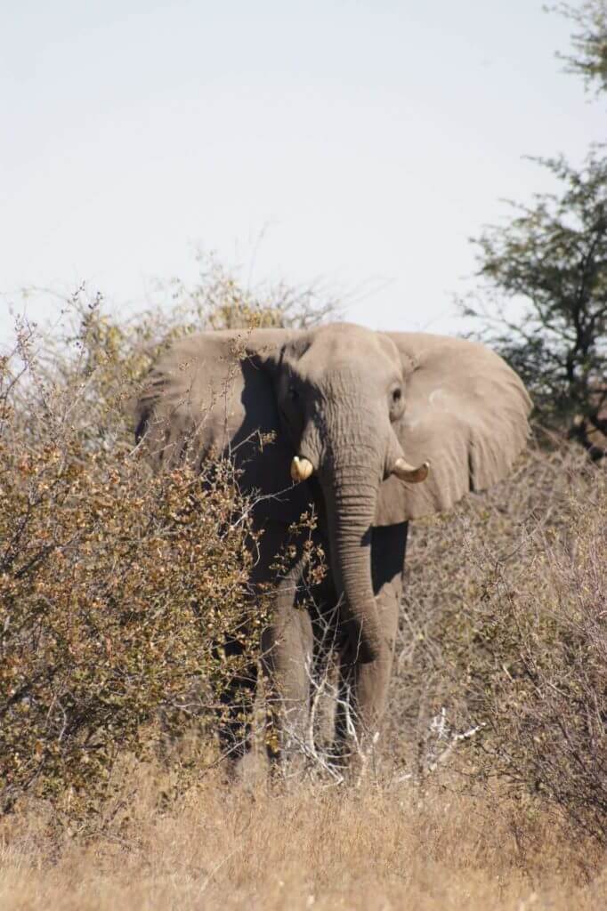 Kalahari :Miracle of the Underway in Botswana – Animals Flood in for ...