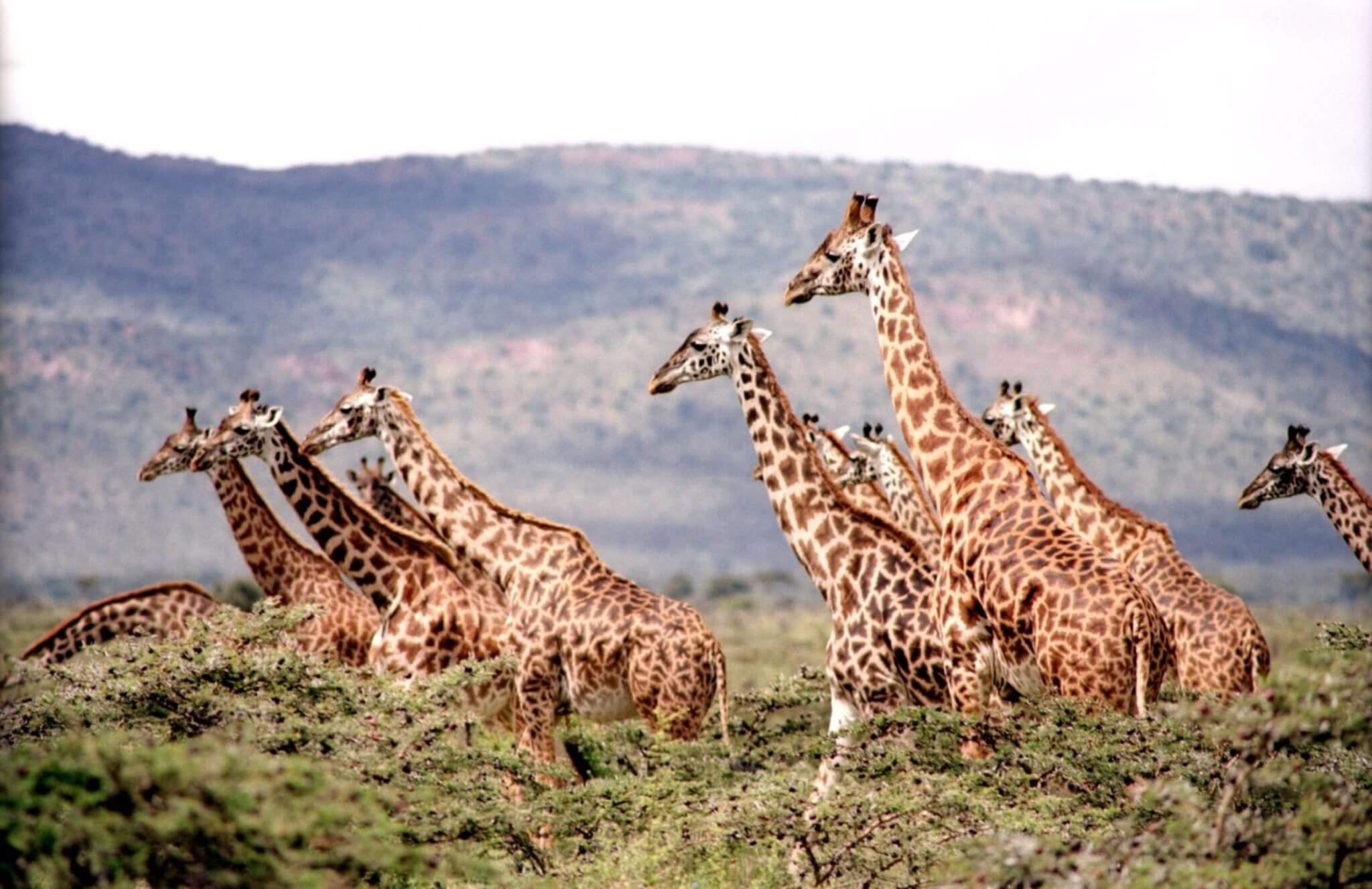 Akagera Rwanda’s National Park: A Stunning Landscape of Rolling ...
